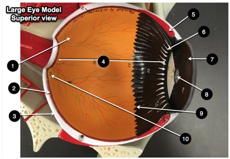 Large Eye Model Superior View Diagram Quizlet