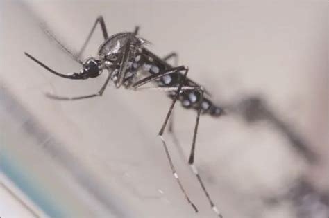 Casos de dengue no Brasil crescem 43 9 em 2022 segundo Ministério da