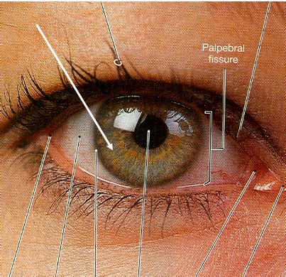 Anatomy Lecture Eyes And Orbit Flashcards Quizlet