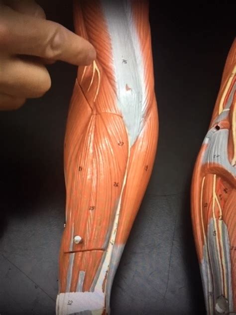 Arm Posterior Diagram Quizlet