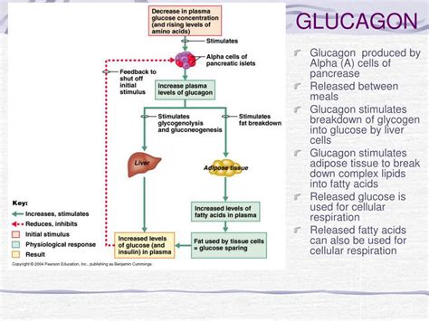 PPT Pancrease And Glucose Regulation PowerPoint Presentation Free
