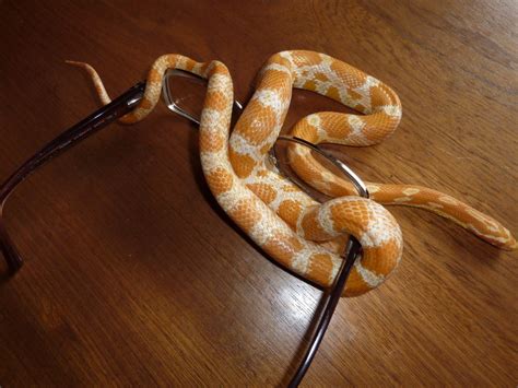 How Often Do Corn Snakes Shed Explained Healing Picks