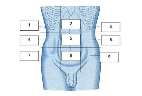 Quadrants Abdominaux Vus De Face Diagram Quizlet