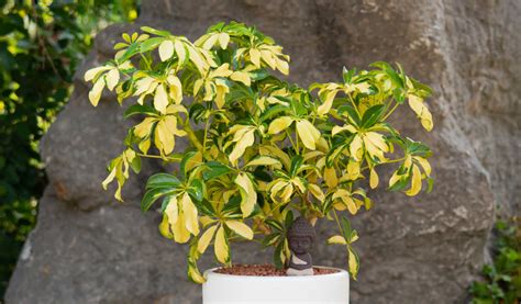 Gardening Plants House Plants Variegated Schefflera Arboricola Gold