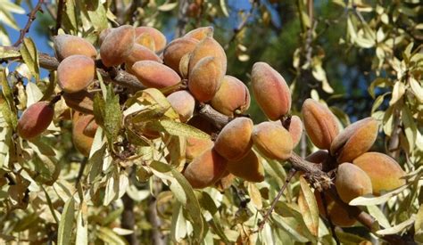 Variedades De Almendros Para Plantar Blog De Huerto Urbano