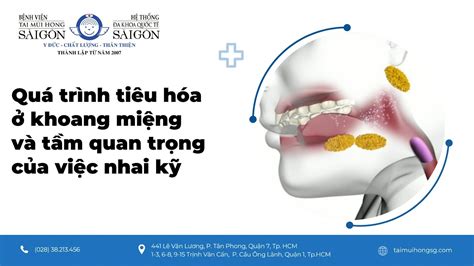 Tiêu Hóa Ở Khoang Miệng Khám Phá Quá Trình Khởi Đầu Của Tiêu Hóa
