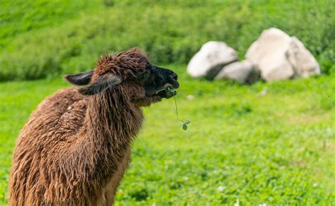 Lama Zvíře Savec Lamu Fotografie zdarma na Pixabay Pixabay