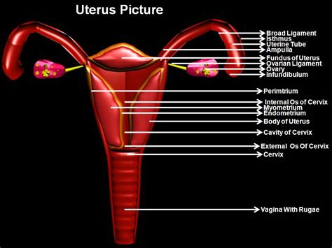 Structure Of Uterus Diagram