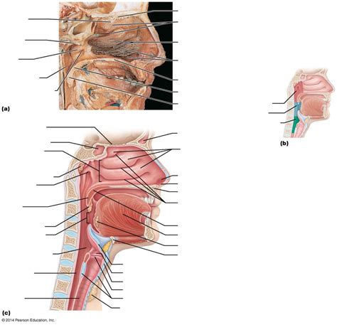 Structures Of The Upper Respiratory Tract Midsagittal Section Diagram