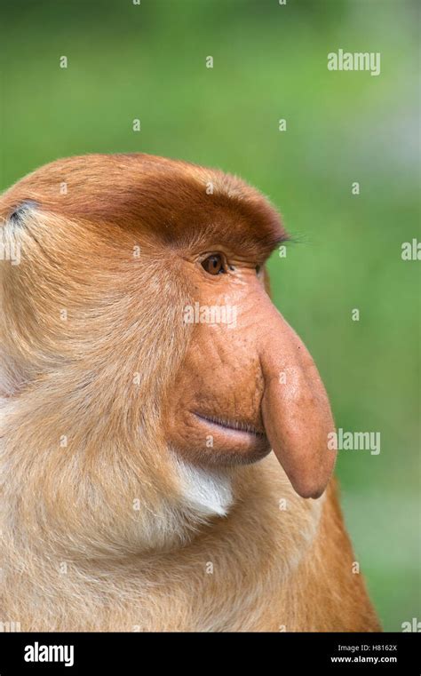 Proboscis Monkey Nasalis Larvatus Dominant Male Sabah Malaysia