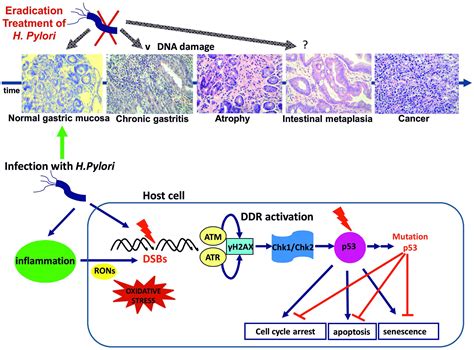 Frontiers Inflammation DNA Damage Helicobacter Pylori And Gastric