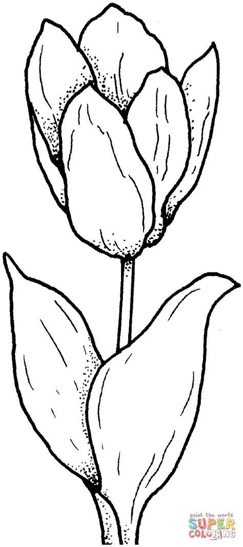 Tulip Super Coloring