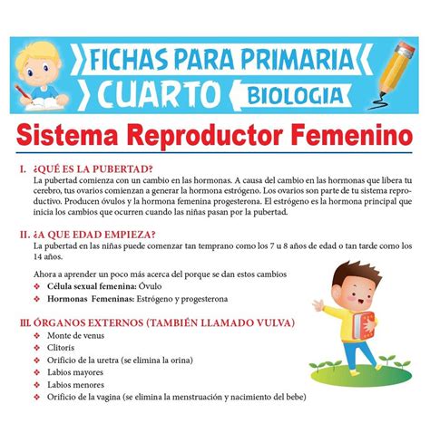 Ficha Interactiva De Sistema Reproductor Sistema Reproductor Fichas