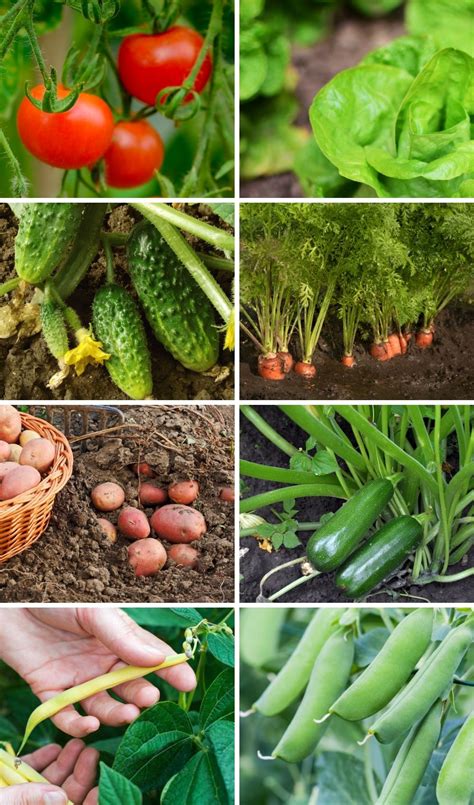 8 Of The Easiest Vegetables To Grow For Beginners