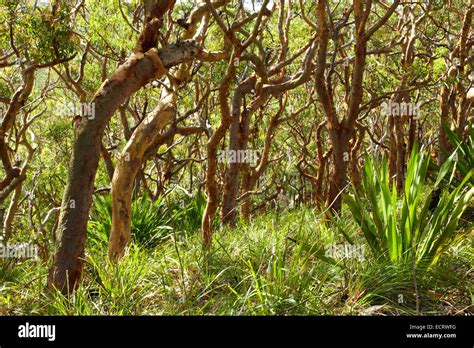 Eukalyptus Wald Im Royal National Park Lilyvale Nsw Australien