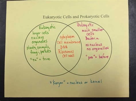 Differences Between Prokaryotic And Eukaryotic Cells A Venn Diagram