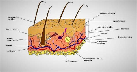 Skin Structure Of Skin Epidermis Dermis Hypodermis