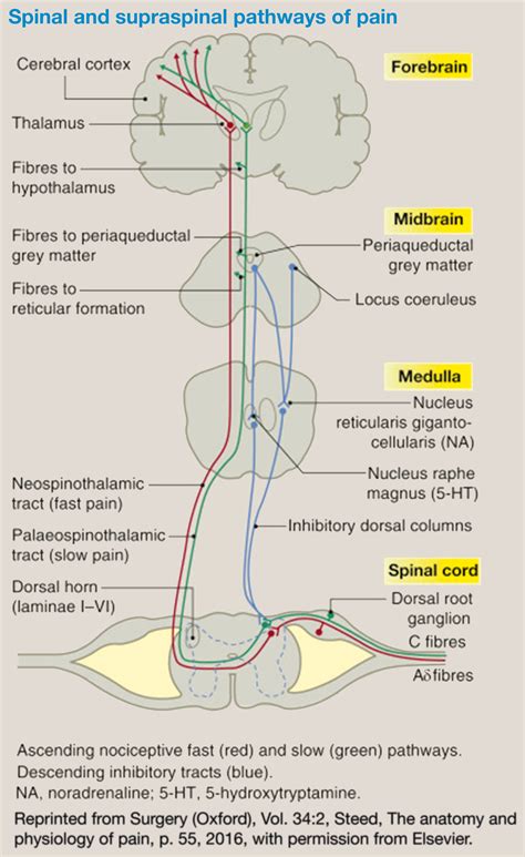 The Anatomy Of Pain Anaesthesia Intensive Care Medicine