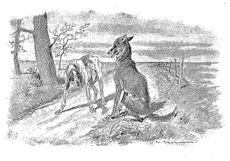 Le Loup Et Le Chien Maigre Fable De Jean De La Fontaine Fables De