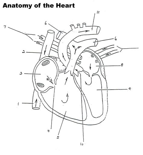 Free Printable Heart Diagram Worksheets