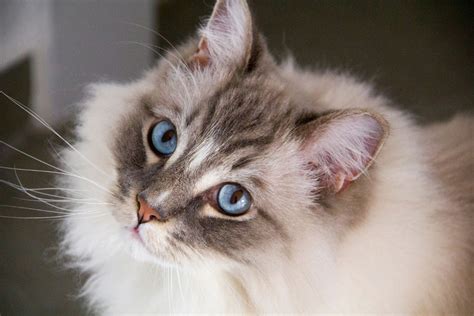 Ragdoll Cat Personality 12 Ragdoll Characteristics And Behaviors
