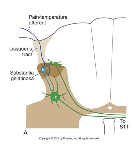 Neuroanatomy Ii Somatosensory Pathways Midterm Part Flashcards