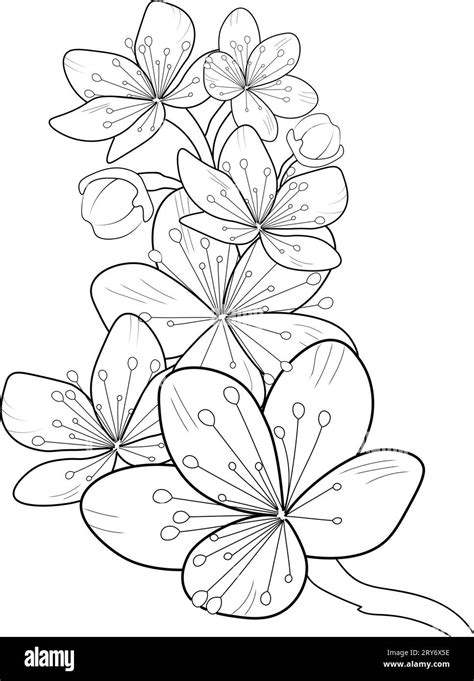 Cherry Blossom Outline Cherry Blossom Branch Drawing Realistic Cherry