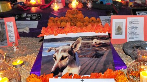A qué hora llegan las mascotas el Día de Muertos Esto debe incluir la