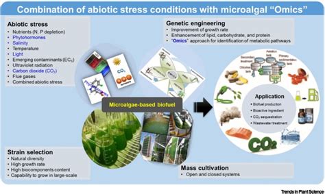 Can Omics Approaches Improve Microalgal Biofuels Under Abiotic Stress