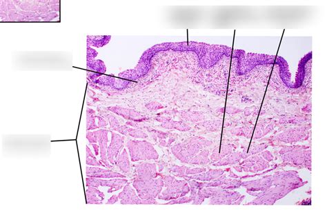 Exam Histology Urinary Bladder Cross Section Diagram Quizlet