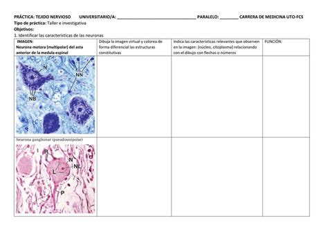 Prácticas de Histología Tejido Nervioso Juan victor Mollo villca uDocz