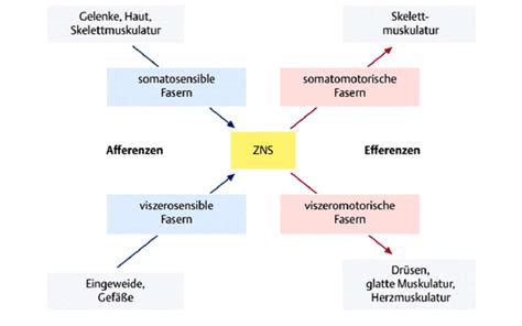 Neuroanatomie Flashcards Quizlet