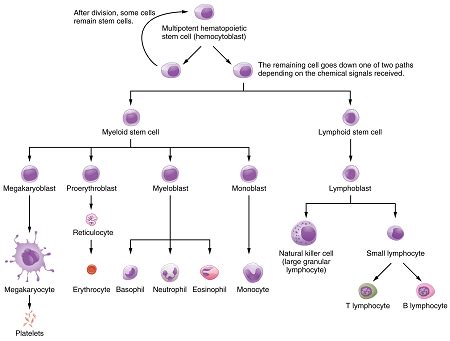 The Life Span Of An Erythrocyte Is About