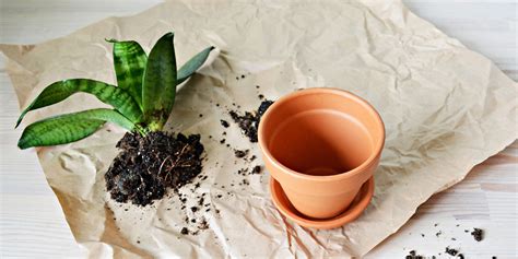 Zimmerpflanzen Umtopfen So Geht S Plantclub 47 OFF