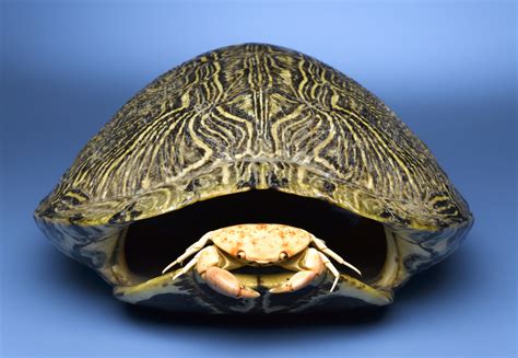What Is A Sea Turtle S Shell Made Out Of At David Kim Blog