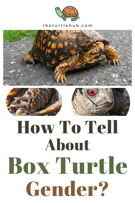 How To Tell The Gender Of A Box Turtle Artofit