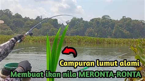 Campuran Lumut Dari Bahan Alami Untuk Mancing Ikan Nila UMPAN JITU