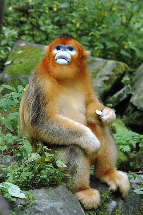 Macaco De Nariz Arrebitado Dourado Rhinopithecus Roxellana Weird