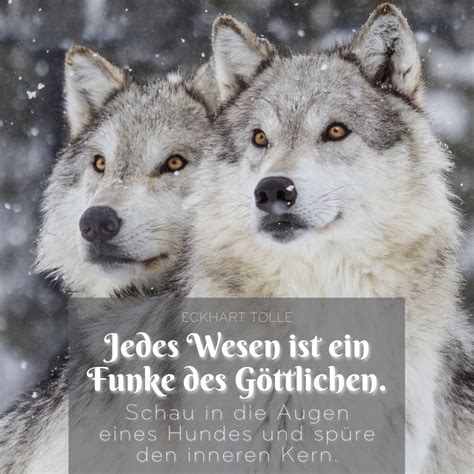 Pin Auf Eckhart Tolle Zitate