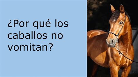 Por qué los caballos no vomitan shorts YouTube