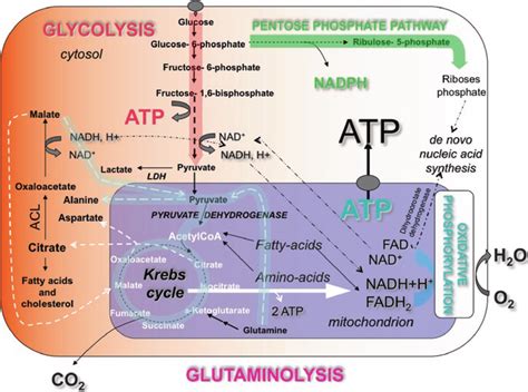 1 Main Pathways Of Cellular And Mitochondrial Energy Metabolism The