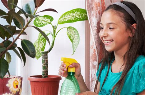 que hacer para cuidar las plantas Cómo cuidar las Guía 2022