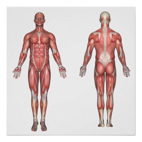 Muscular System Front Diagram Quizlet