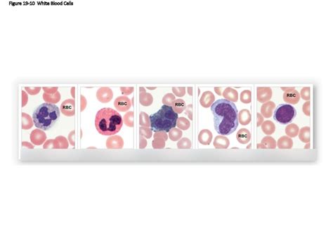 Hematology White Blood Cells Diagram Quizlet