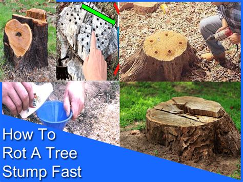 How To Rot A Tree Stump Fast Details Guide