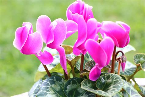 7 Plantas De Interior Con Flores Que Son Superresistentes Al Invierno Y