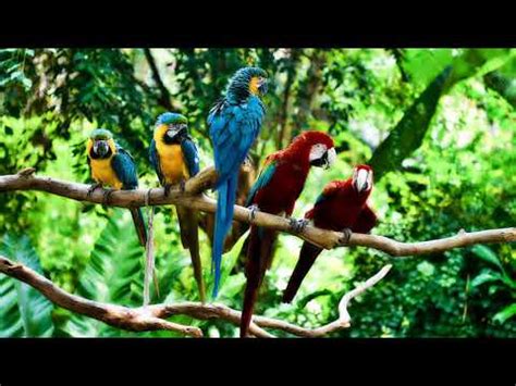 Jungle Parrots Amazon Singing Chirping Exotic Birds Sound YouTube