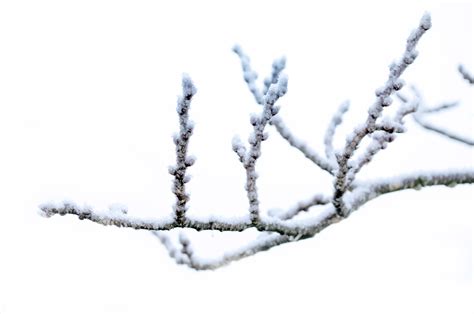 Banco de imagens árvore natureza ramo neve inverno branco geada