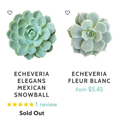 Succulent Identification Charts Artofit