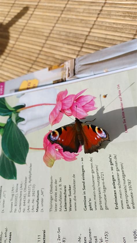 Schmetterling Falter Insekt Kostenloses Foto Auf Pixabay Pixabay